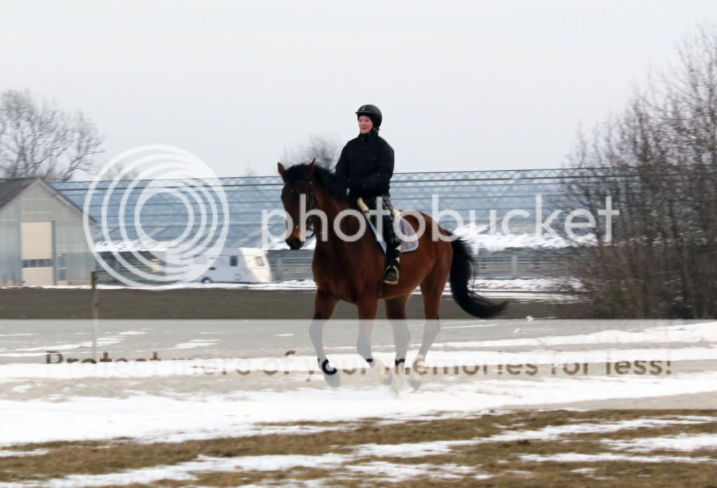 Lidt nye billeder fra os - Opslag, billeder og video - Heste-Nettet.dk