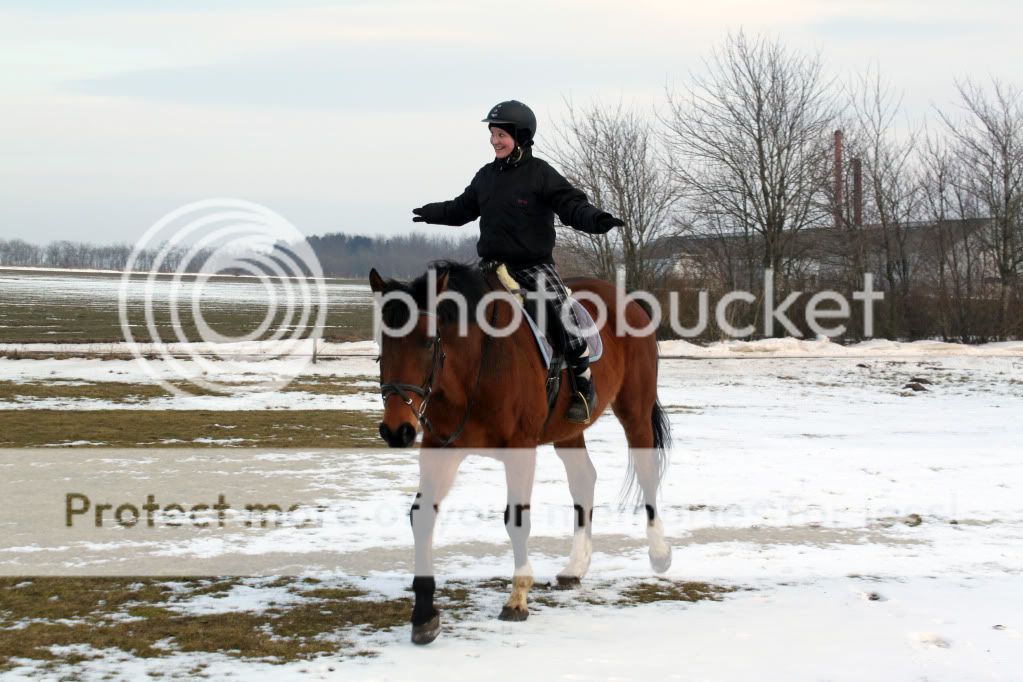 Lidt nye billeder fra os - Opslag, billeder og video - Heste-Nettet.dk