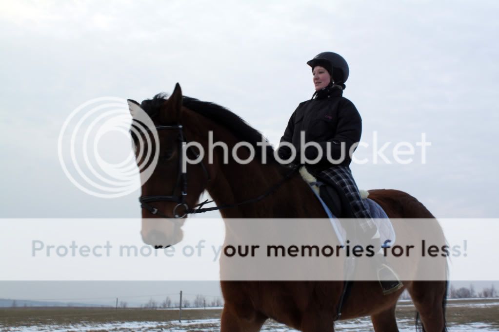 Lidt nye billeder fra os - Opslag, billeder og video - Heste-Nettet.dk