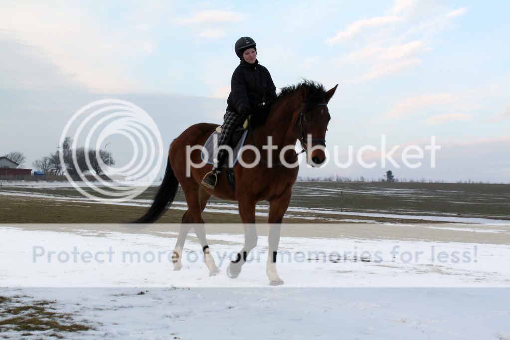 Lidt nye billeder fra os - Opslag, billeder og video - Heste-Nettet.dk