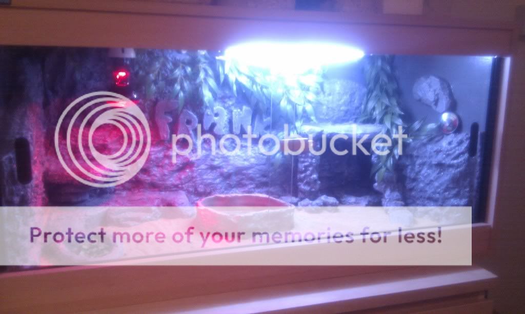 Custom Vivarium Build :) | Reptile Forums